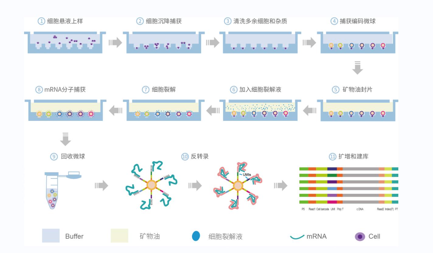 国际首款集成“降噪”功能，高通量单细胞测序平台Well-Paired-Seq重磅推出，德运康瑞自主创新再添革命性利器-苏州德运康瑞生物科技有限公司
