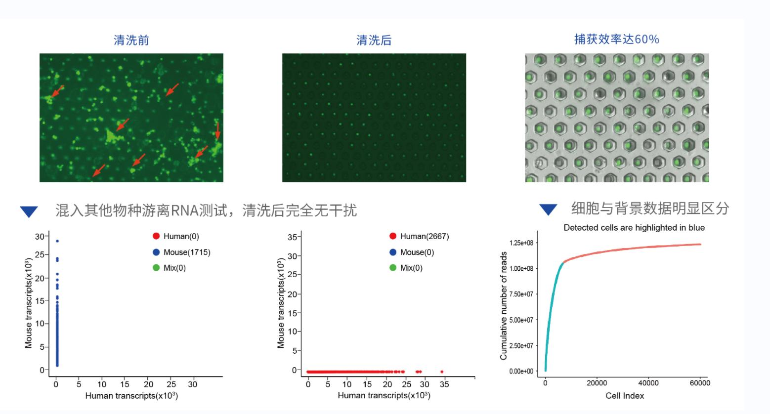 国际首款集成“降噪”功能，高通量单细胞测序平台Well-Paired-Seq重磅推出，德运康瑞自主创新再添革命性利器-苏州德运康瑞生物科技有限公司