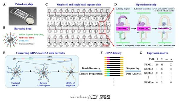 单细胞测序新方法、新器件(Paired-seq)取得重要进展，获国家重大科研仪器研制项目支持！-苏州德运康瑞生物科技有限公司
